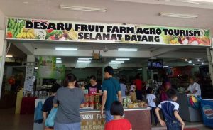 Desaru Fruit Farm: 10 Fun Things To Do In Farm On Your First Visit