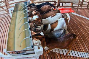 UK Farm Kluang In Johor: GREAT Choice For Family Vacation (Review)